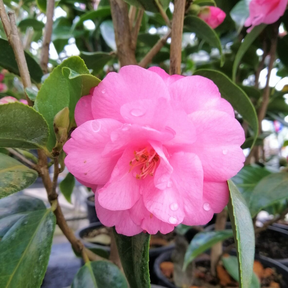 Camellia Spring Festival 4L - Springvale Garden Centre