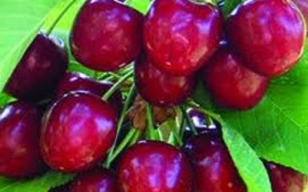 Cherry Compact Stella - Springvale Garden Centre