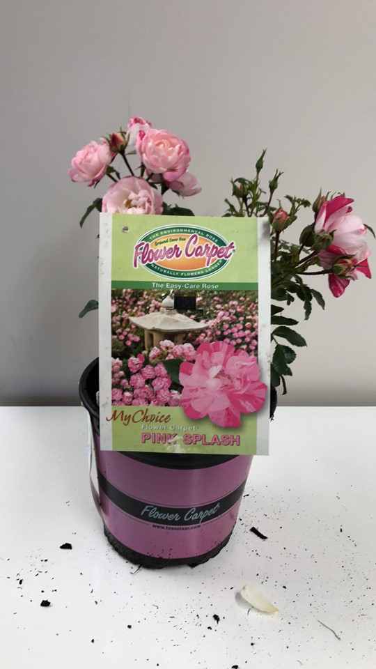 Rose Flower Carpet Pink Splash - Springvale Garden Centre