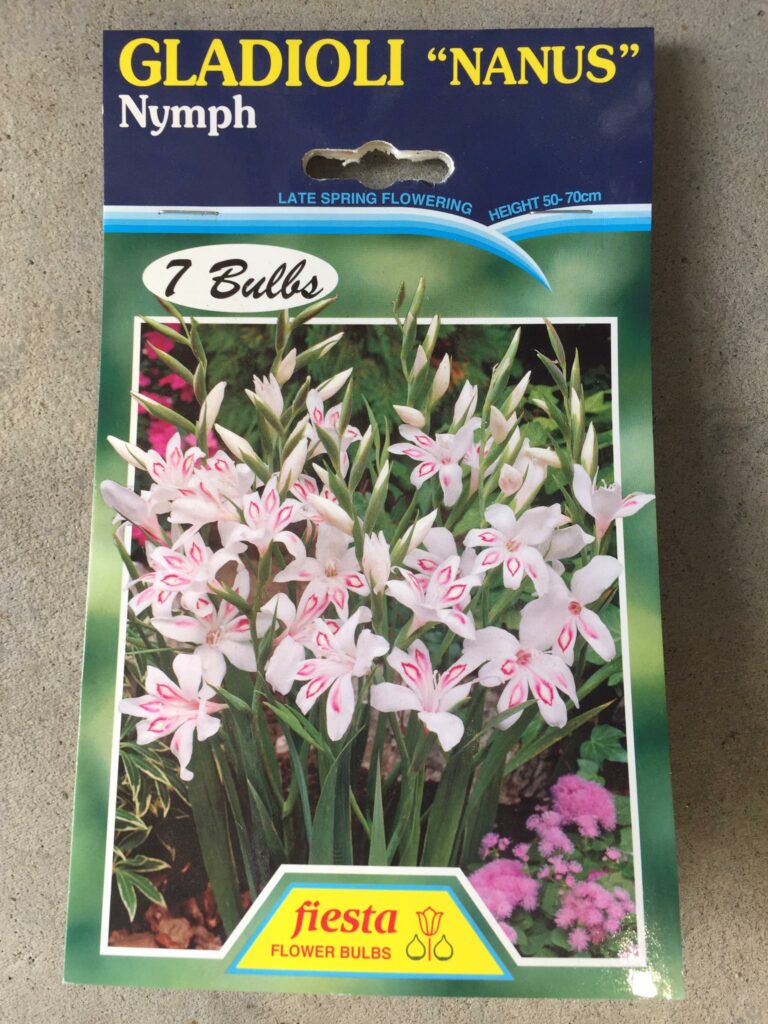 Gladioli nanus Nymph 7s - Springvale Garden Centre
