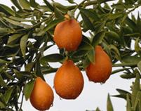 Citrus Mandarinquat - Springvale Garden Centre