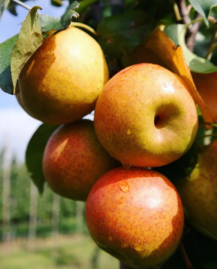 Nashi Reddy Robin - Springvale Garden Centre