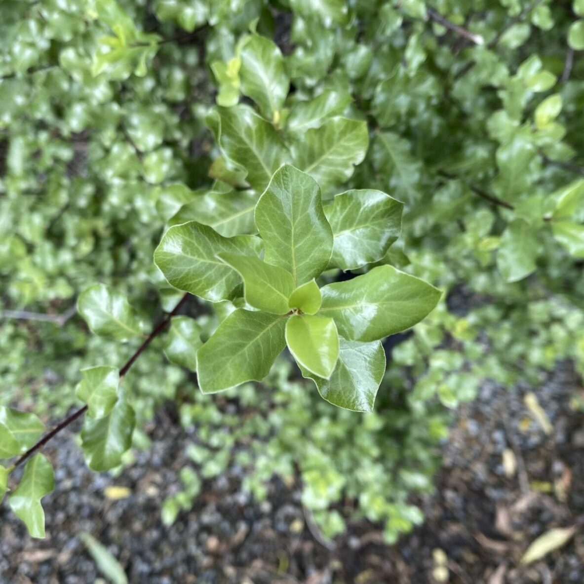 Pittosporum T Wrinkle Blue 35l - Springvale Garden Centre