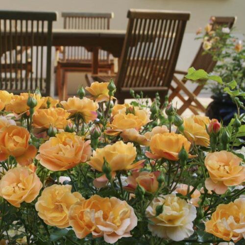 ROSE FLOWER CARPET AMBER - Springvale Garden Centre