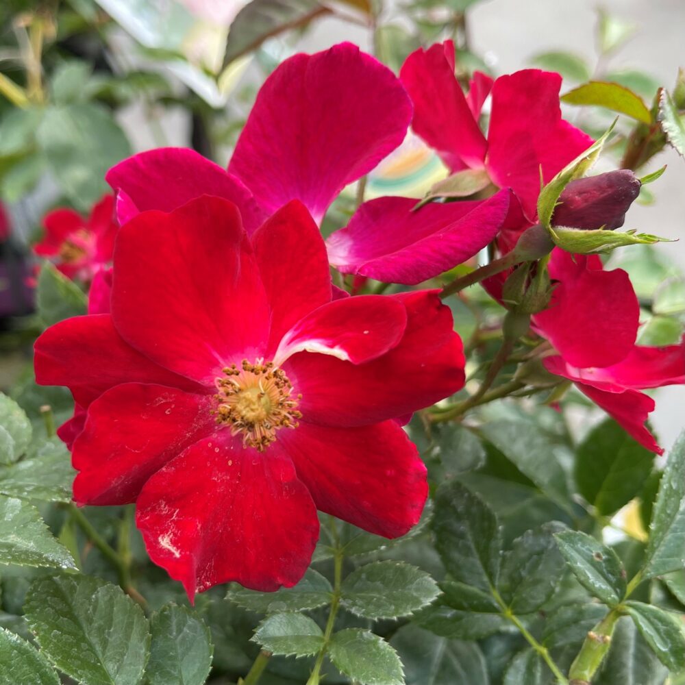 Rose Flower Carpet - Red - Springvale Garden Centre