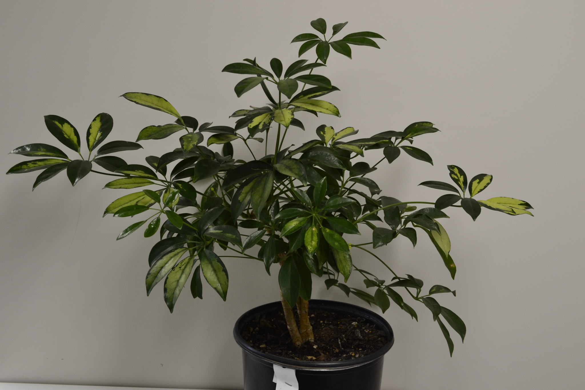 Schefflera Arboricola Variegat - Springvale Garden Centre