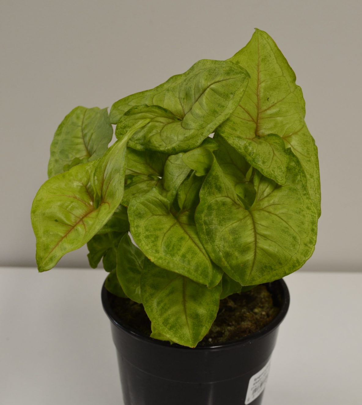 Syngonium Golden Allusion 12cm - Springvale Garden Centre
