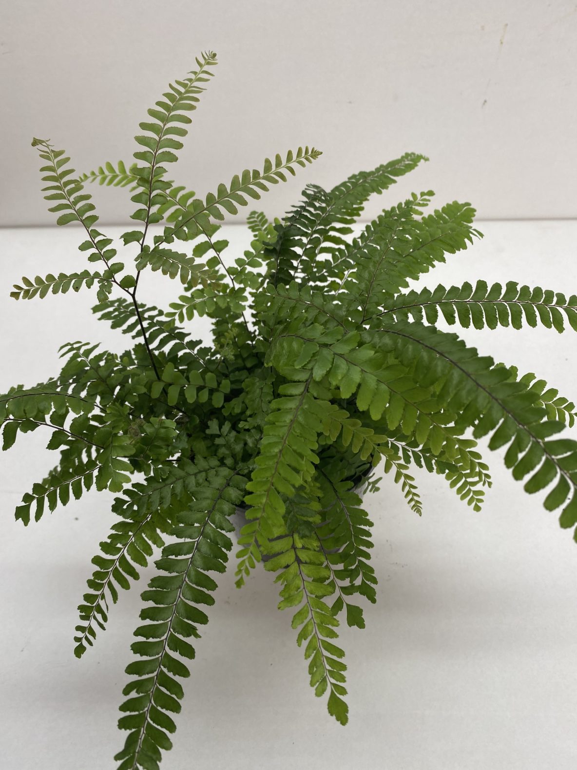 Adiantum 12cm - Springvale Garden Centre