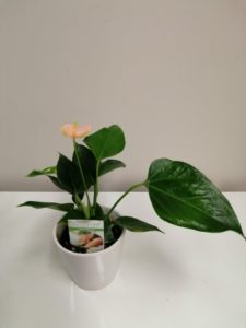 Anthurium Joli Peach 9cm - Springvale Garden Centre