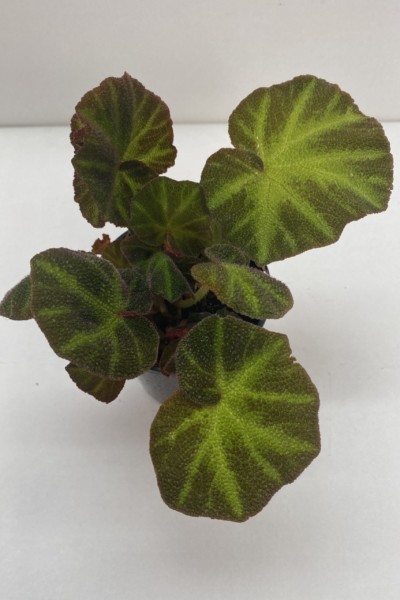 Shop Online - Springvale Garden Centre