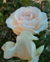 Rose Std 800 'Auckland Metro' - Springvale Garden Centre