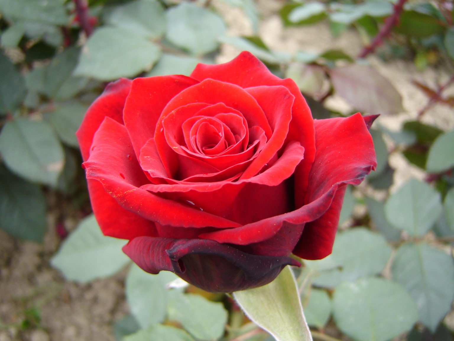 Rose Climbing Double Fragrance - Springvale Garden Centre