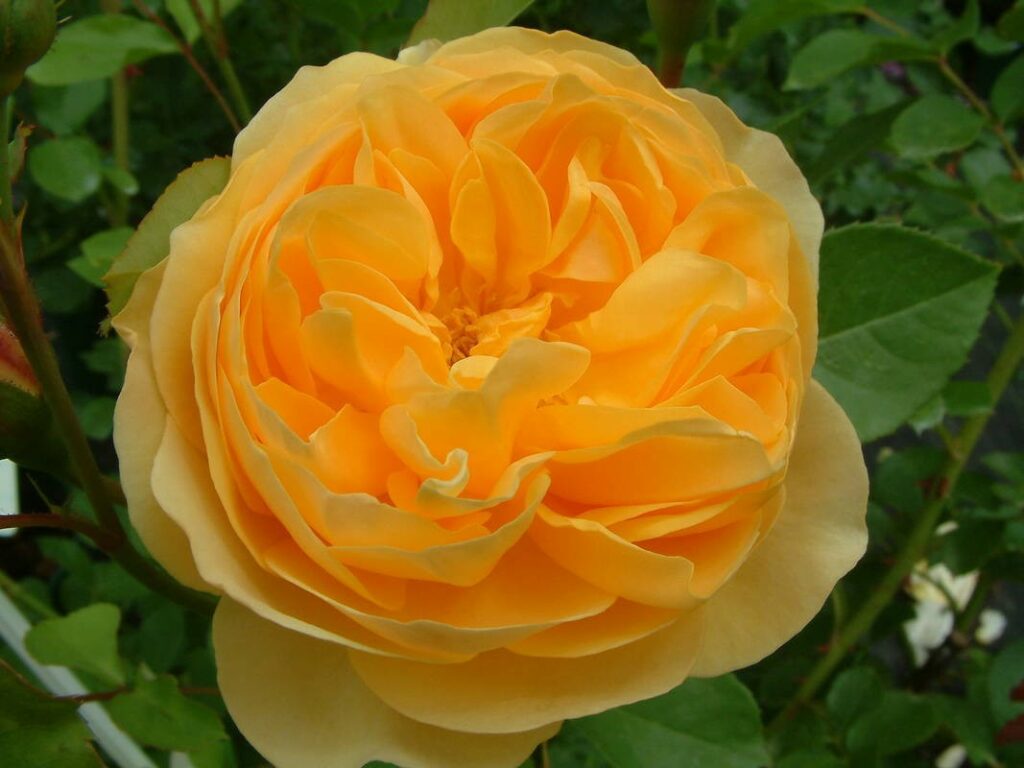 Rose Bush 'Graham Thomas' - Springvale Garden Centre