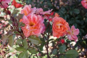 Rose Climber 'Westerland' - Springvale Garden Centre