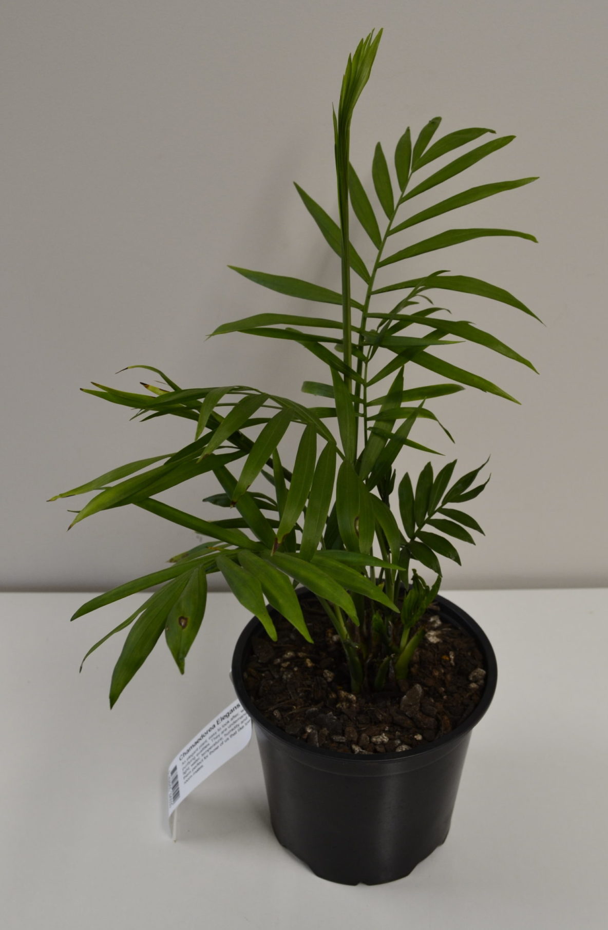 Chamaedorea Elegans Multiplant - Springvale Garden Centre