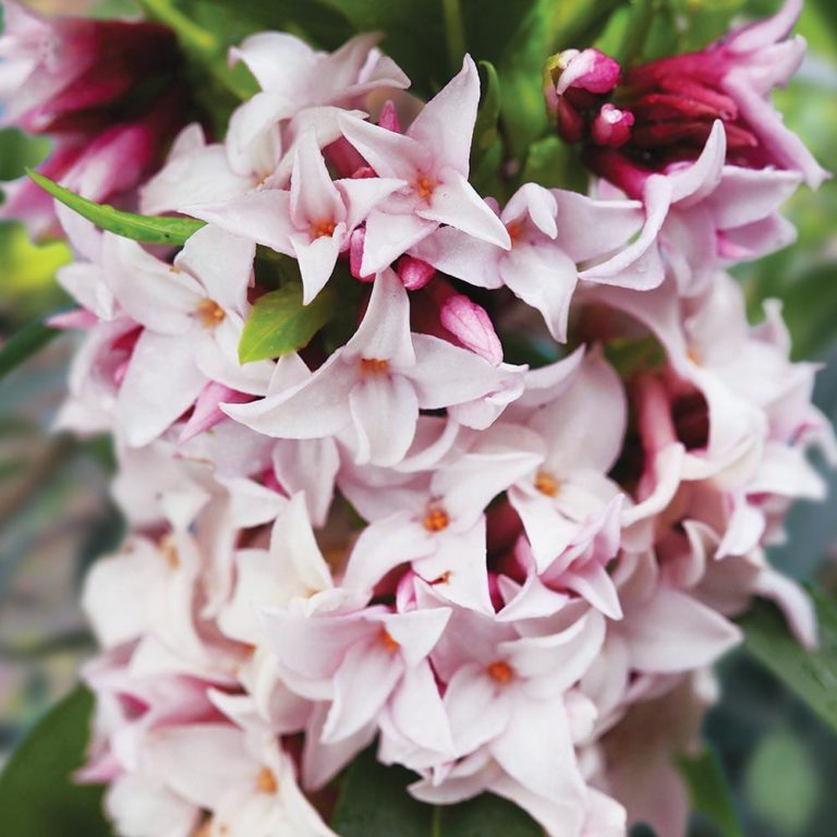 Daphne Perfume Princess - Springvale Garden Centre
