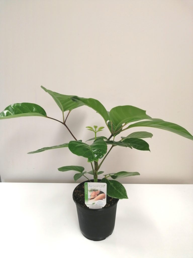 Schefflera Alpine 14 cm - Springvale Garden Centre