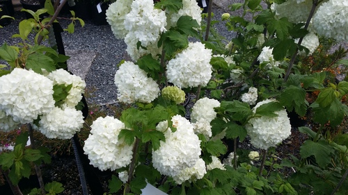 Viburnum Opulus - Springvale Garden Centre