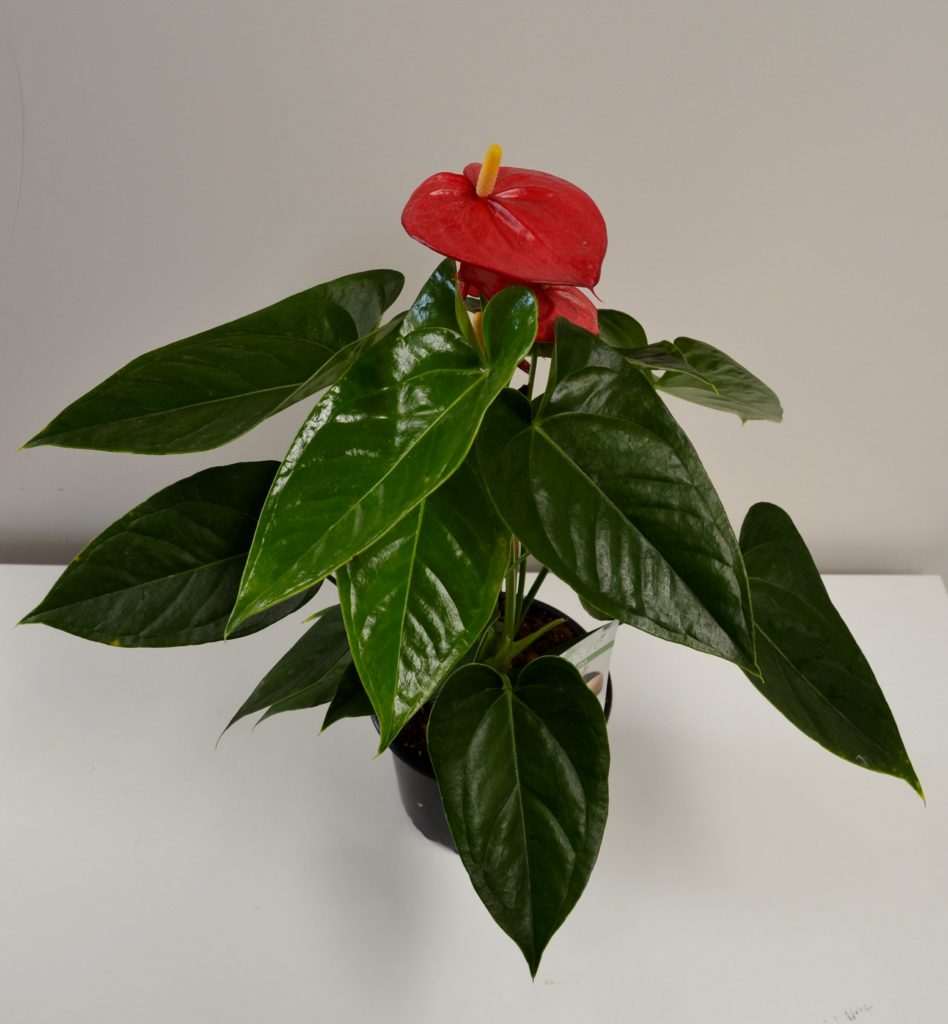 Anthurium Turenza - Springvale Garden Centre