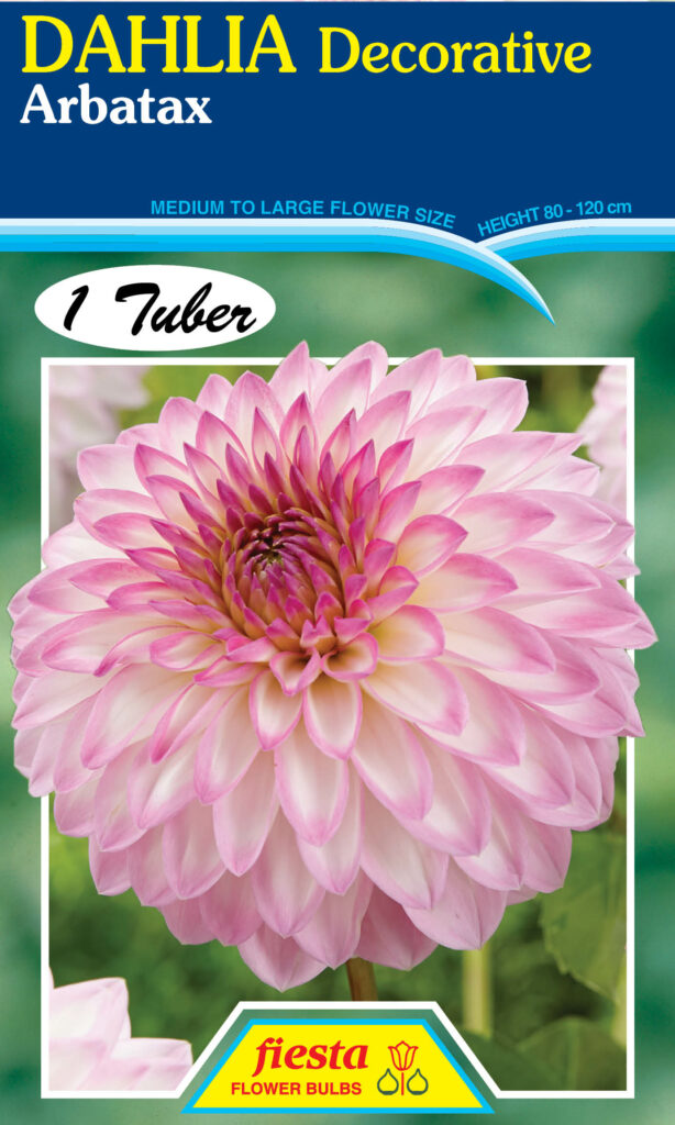 Dahlia - Arbatax 1pk - Springvale Garden Centre