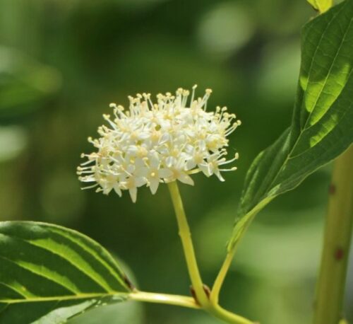 Cornus stolon flaviramea - Springvale Garden Centre