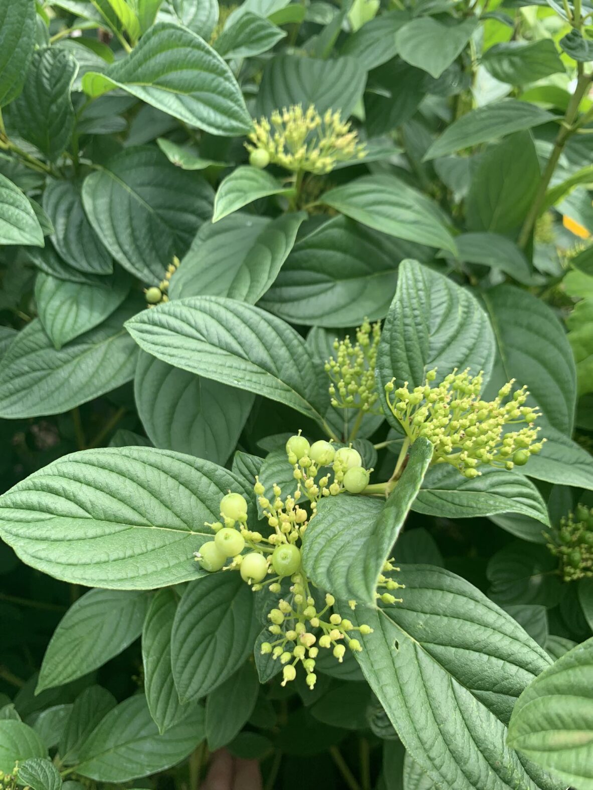 Cornus stolon flaviramea - Springvale Garden Centre