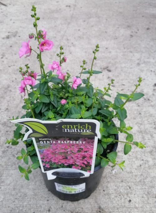 Diascia barberae 'Genta Raspberry' - Springvale Garden Centre