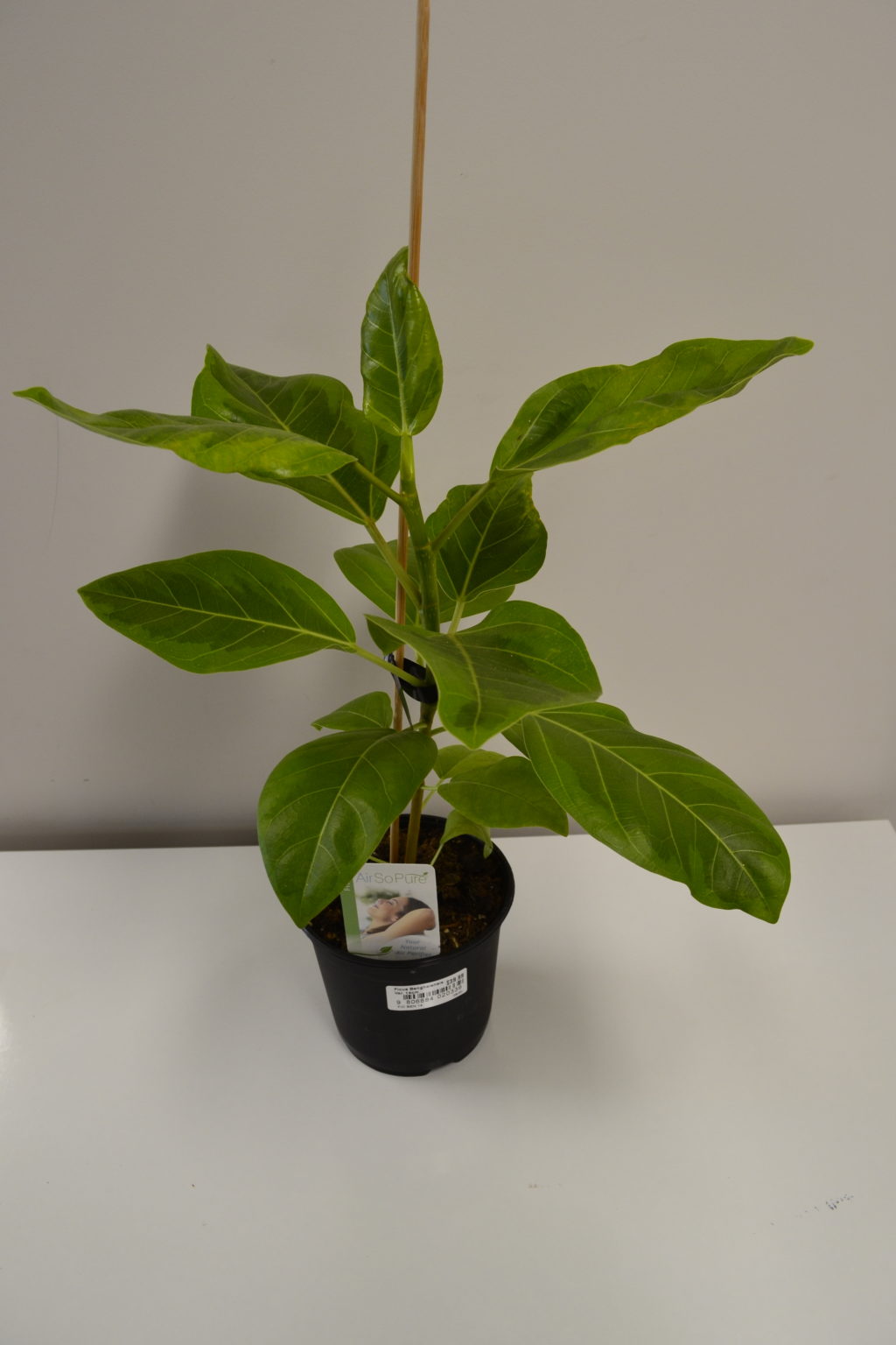 Ficus Benghalensis Variegata - Springvale Garden Centre