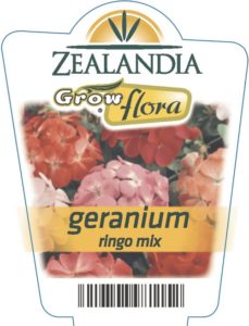 Geranium Ringo Mix - Springvale Garden Centre