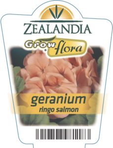 Geranium Ringo Salmon - Springvale Garden Centre