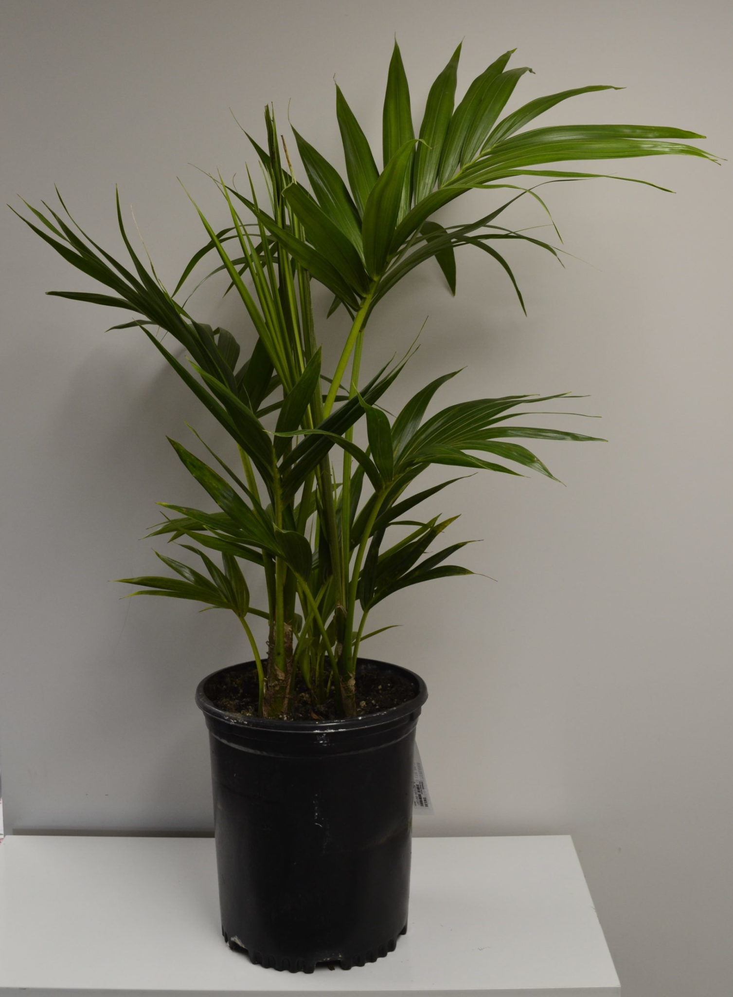 Howea Forsteriana 14 lt - Springvale Garden Centre