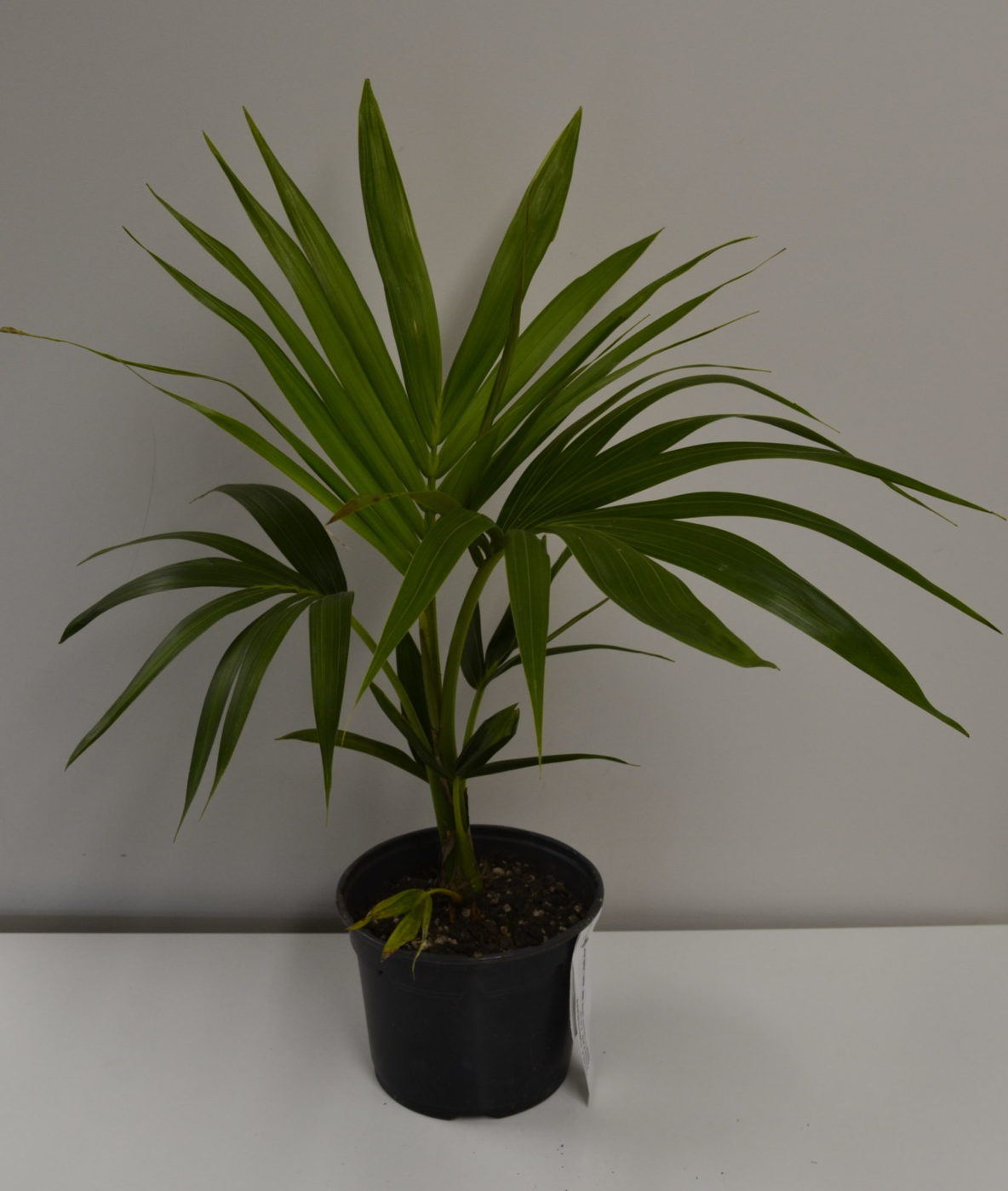 Howea Forsteriana 2lt - Springvale Garden Centre