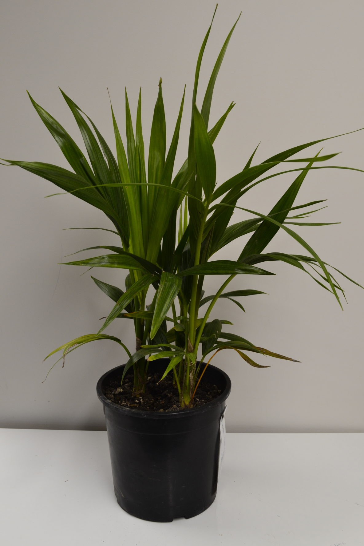 Howea Forsteriana Multi 5.5lt - Springvale Garden Centre