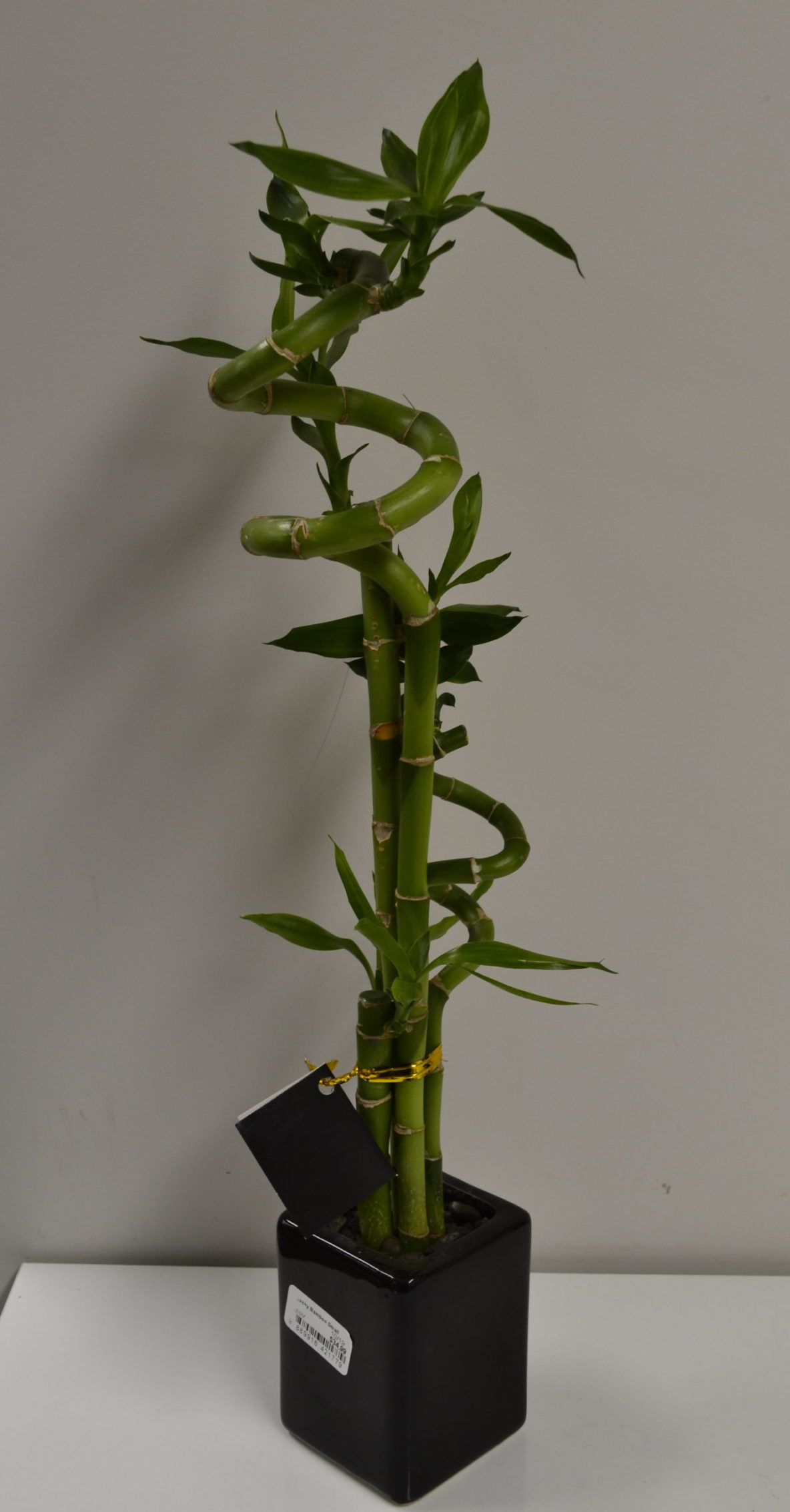 Lucky Bamboo Small - Springvale Garden Centre