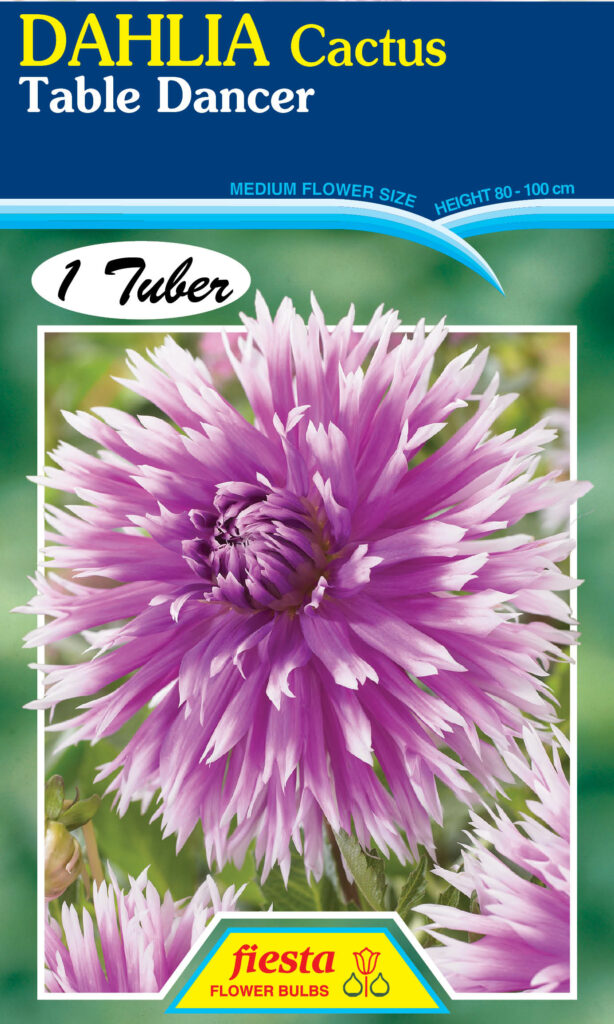 Dahlia - Table Dancer 1pk - Springvale Garden Centre