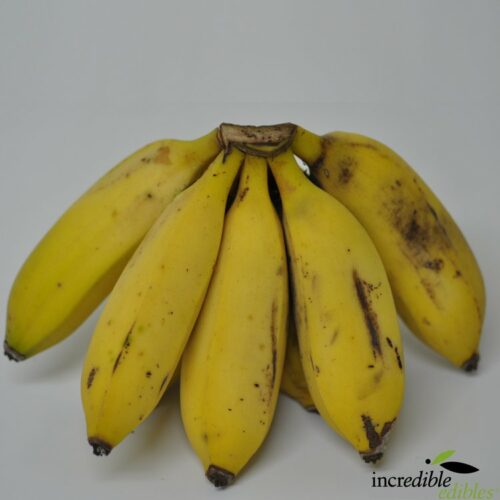 Musa Misi Luki Banana - Springvale Garden Centre