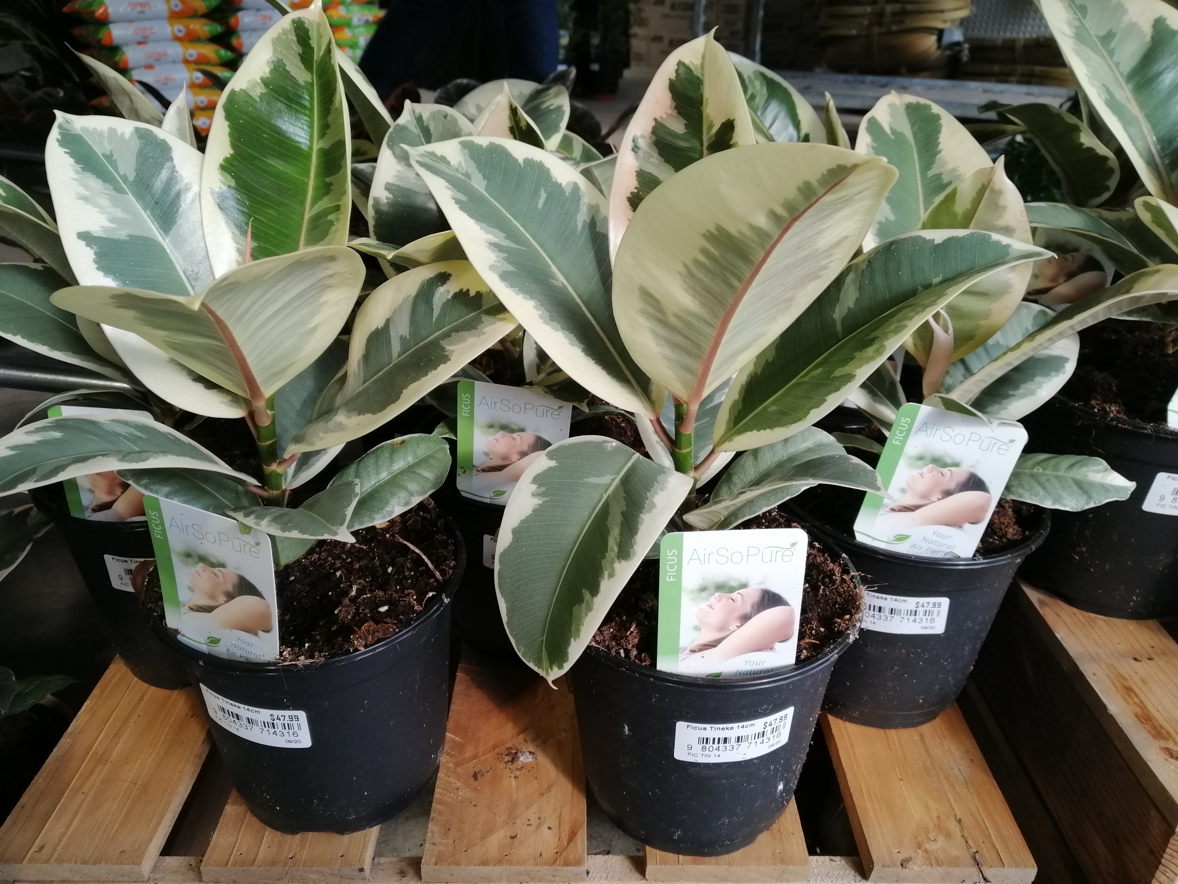 Ficus Tineke 14cm - Springvale Garden Centre