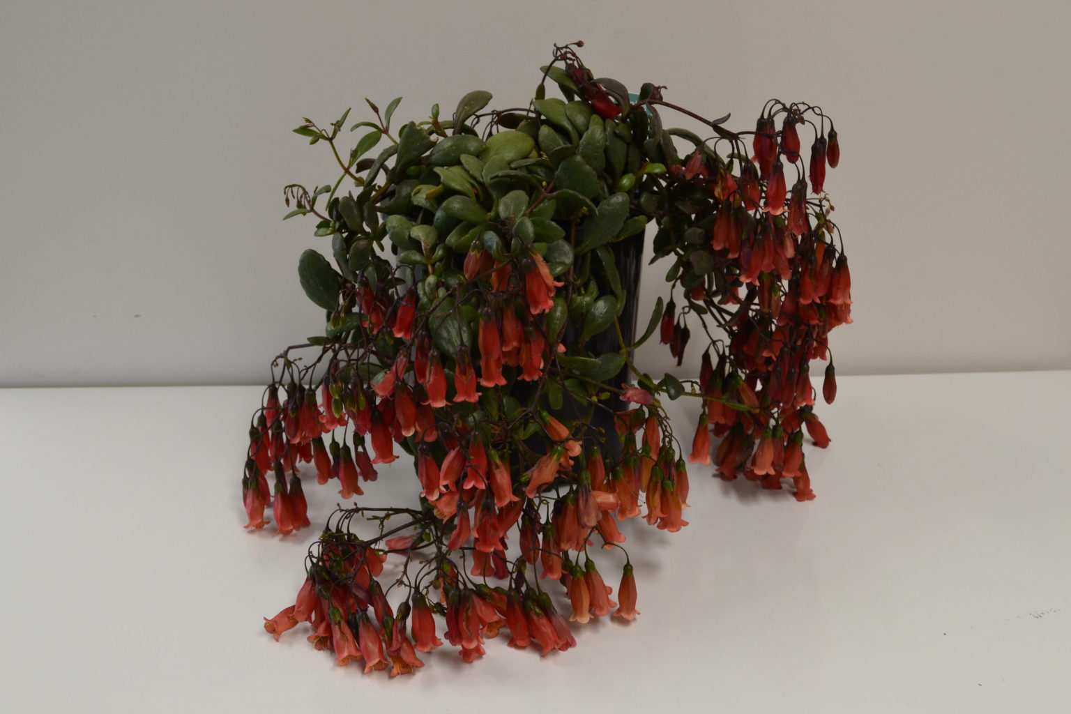 Kalanchoe Freedom Bells 2.4lt - Springvale Garden Centre