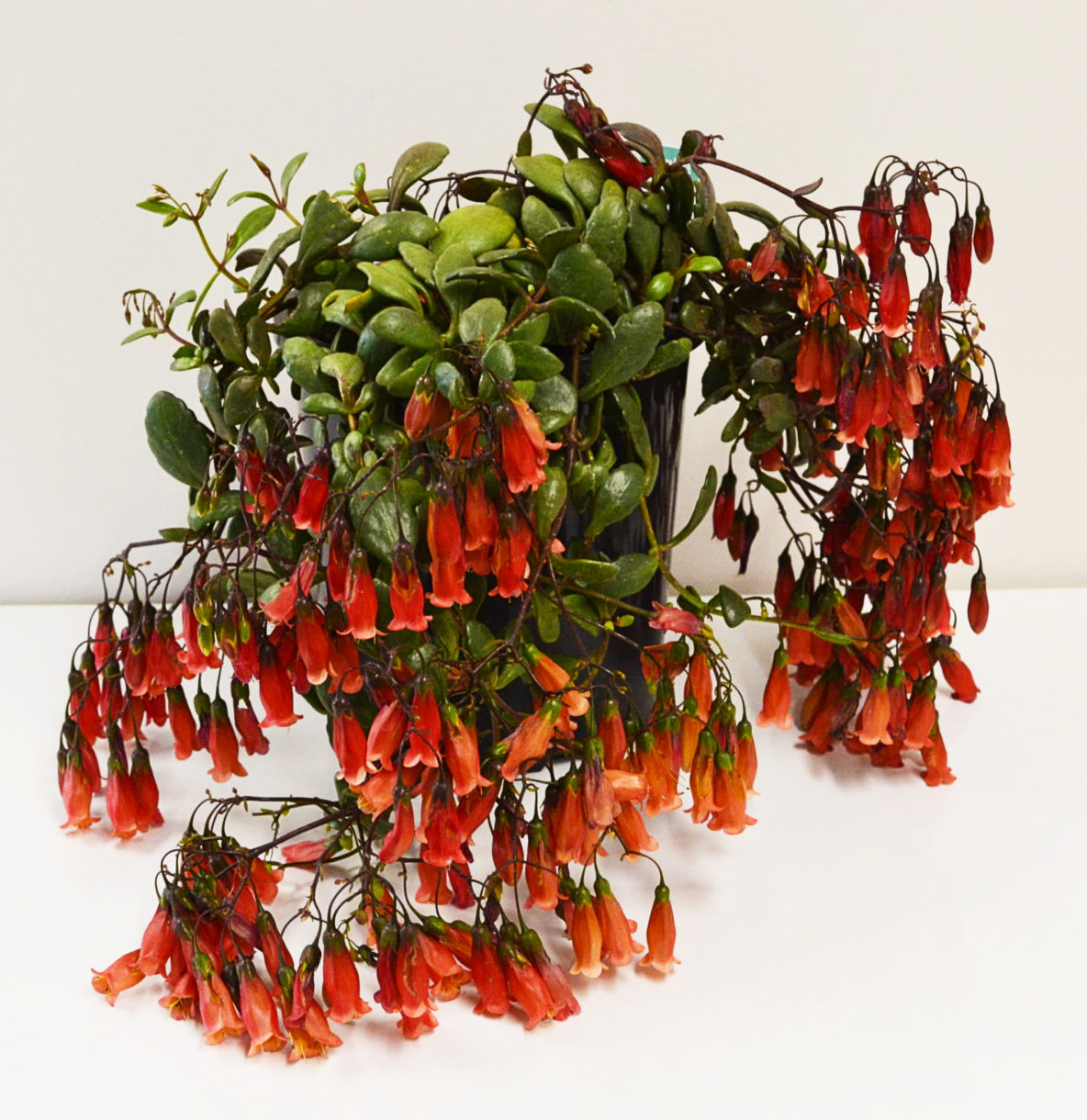 Kalanchoe Freedom Bells 2.4lt - Springvale Garden Centre