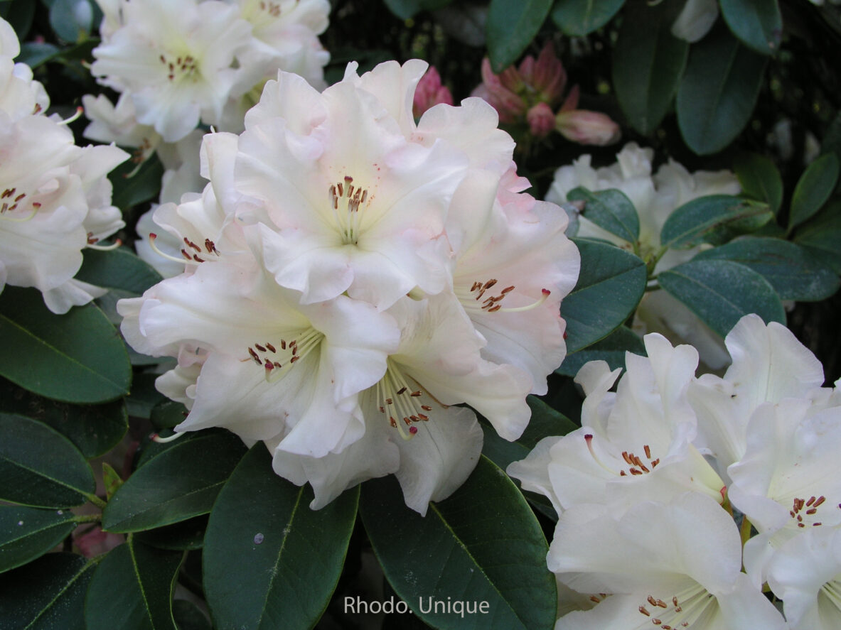 Rhodo Unique 2.5ltr - Springvale Garden Centre