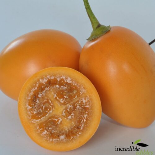 Tamarillo Bold Gold - Springvale Garden Centre