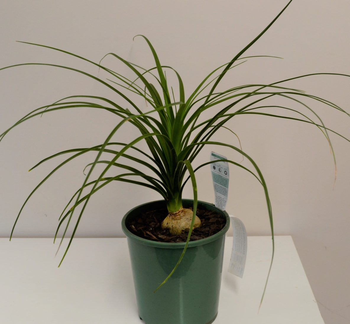 Beaucarnea Recurvata - Springvale Garden Centre