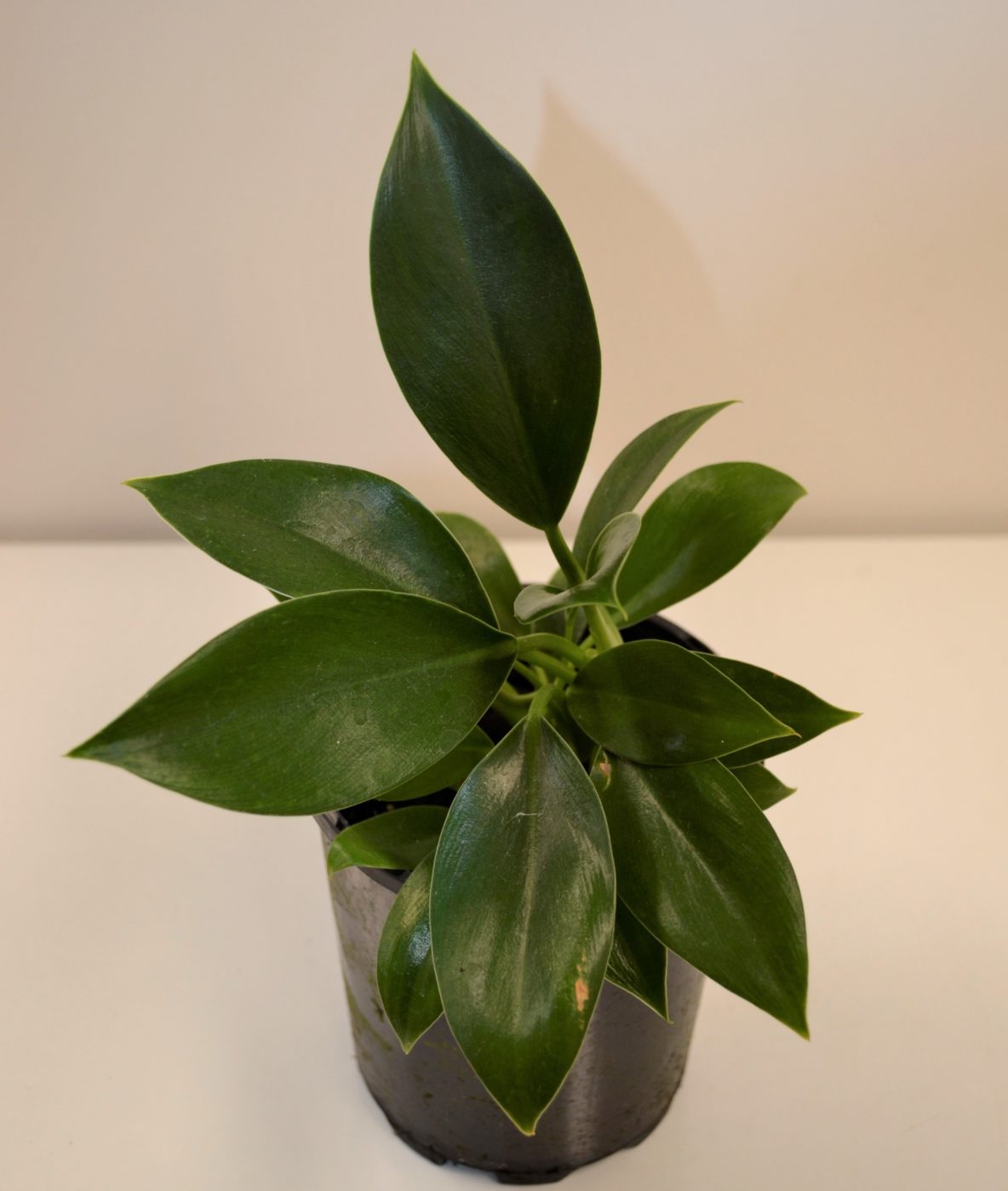 Philodendron Green Princess 12 - Springvale Garden Centre