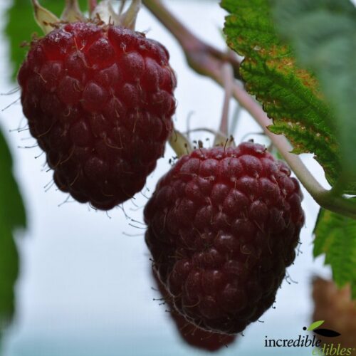 Raspberry Aspiring - Springvale Garden Centre