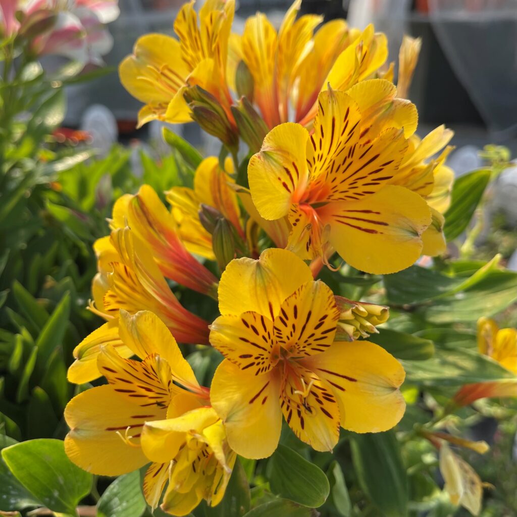 Alstroemeria Inca Gold Rush - Springvale Garden Centre