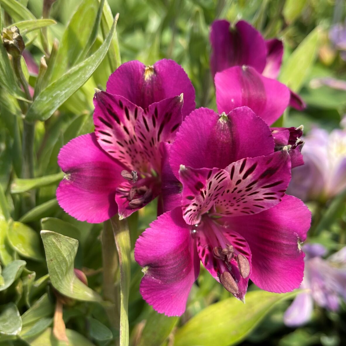 Alstroemeria Inca Replay - Springvale Garden Centre