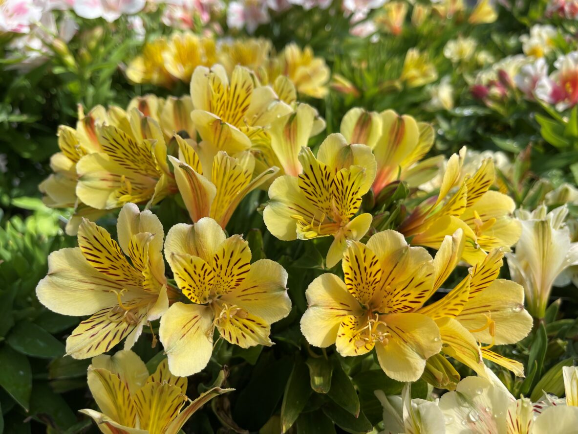Alstroemeria Inca Rio - Springvale Garden Centre