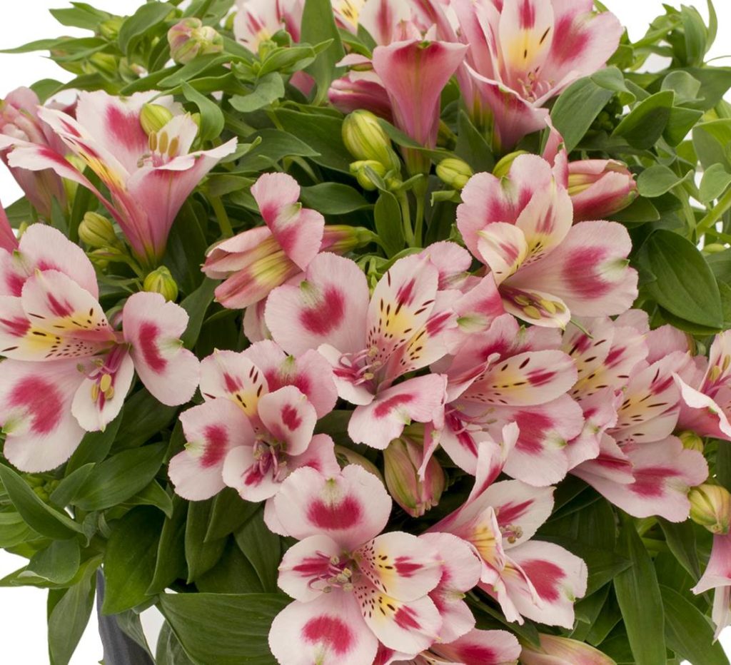 Alstroemeria Inca Flamingo - Springvale Garden Centre
