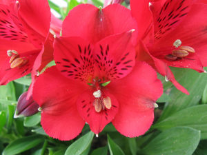 Alstroemeria Inca Bandit - Springvale Garden Centre