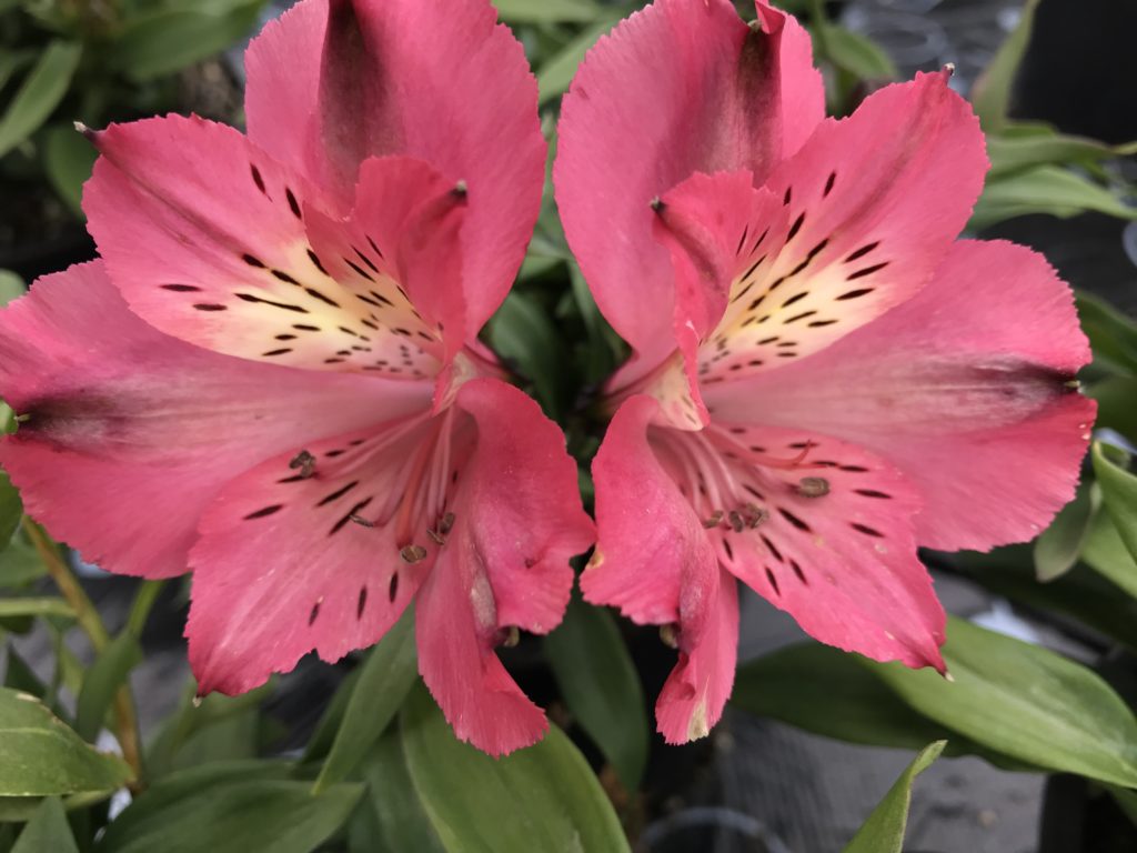 Alstroemeria Inca Coral - Springvale Garden Centre